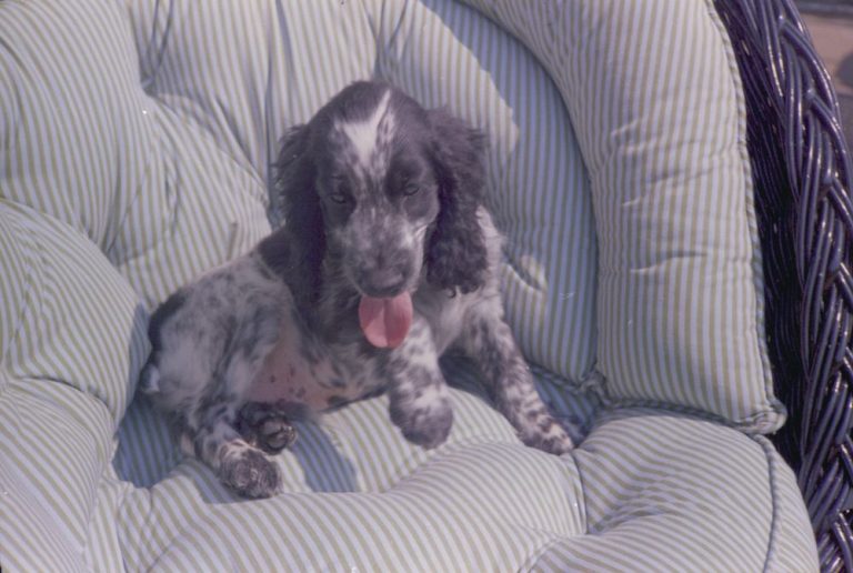 Historical Pets Who Were Great at Working from Home – The JFK Library ...